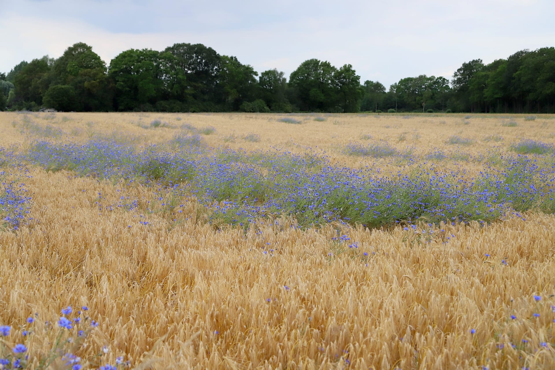 18 Kruidenrijke akker - BoerenNatuurWijzer